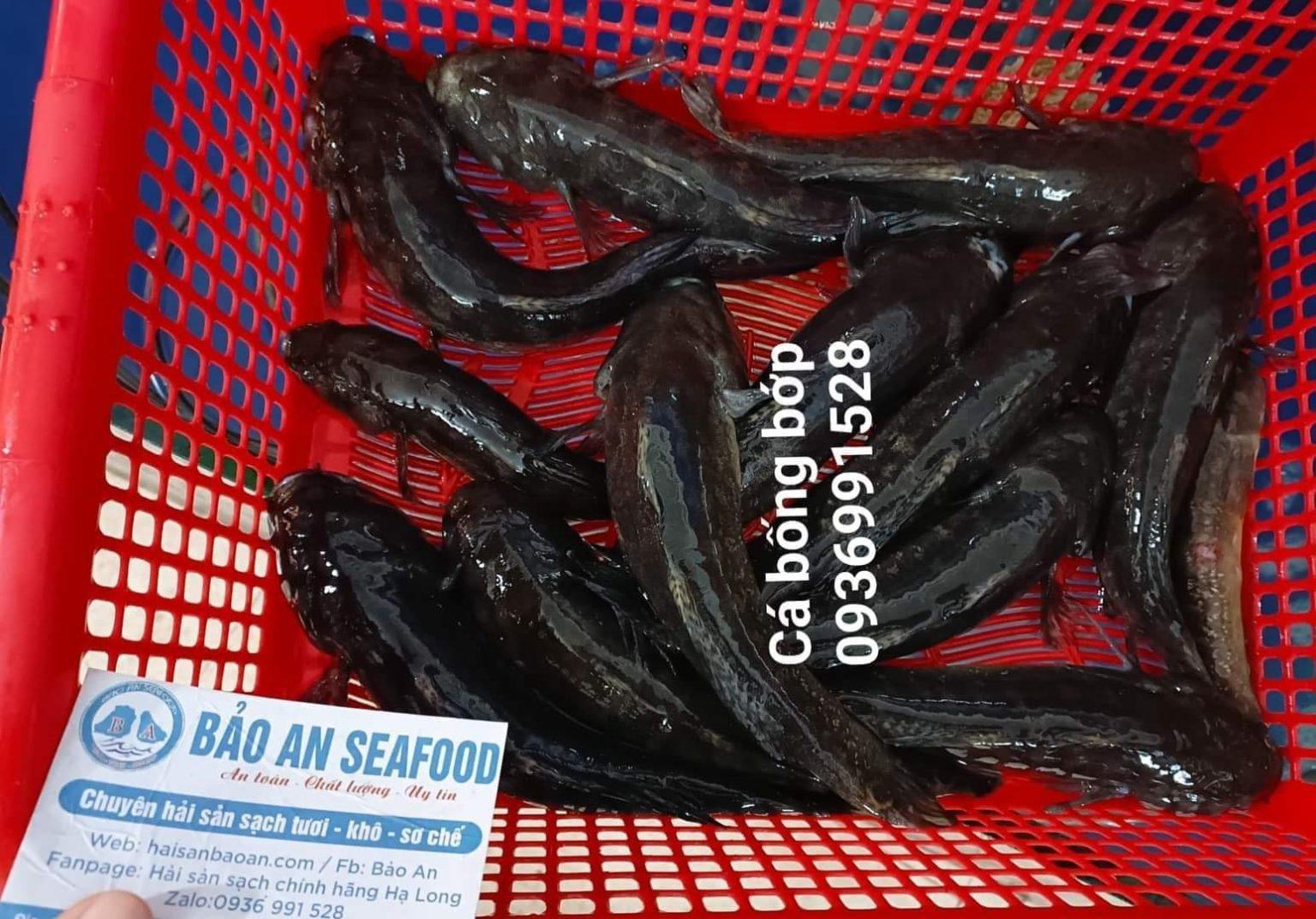 Cá bống bớp - HaiSanBaoAn.com